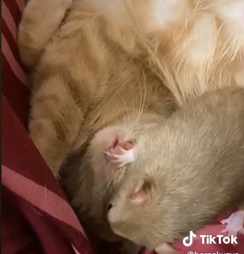 This Pet Cat and Rat Duo are Real-Life Tom and Jerry - Our Funny Little ...
