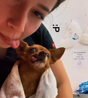 Veterinary Nurse Comforts a Dog Waking Up from Anesthesia in an ...