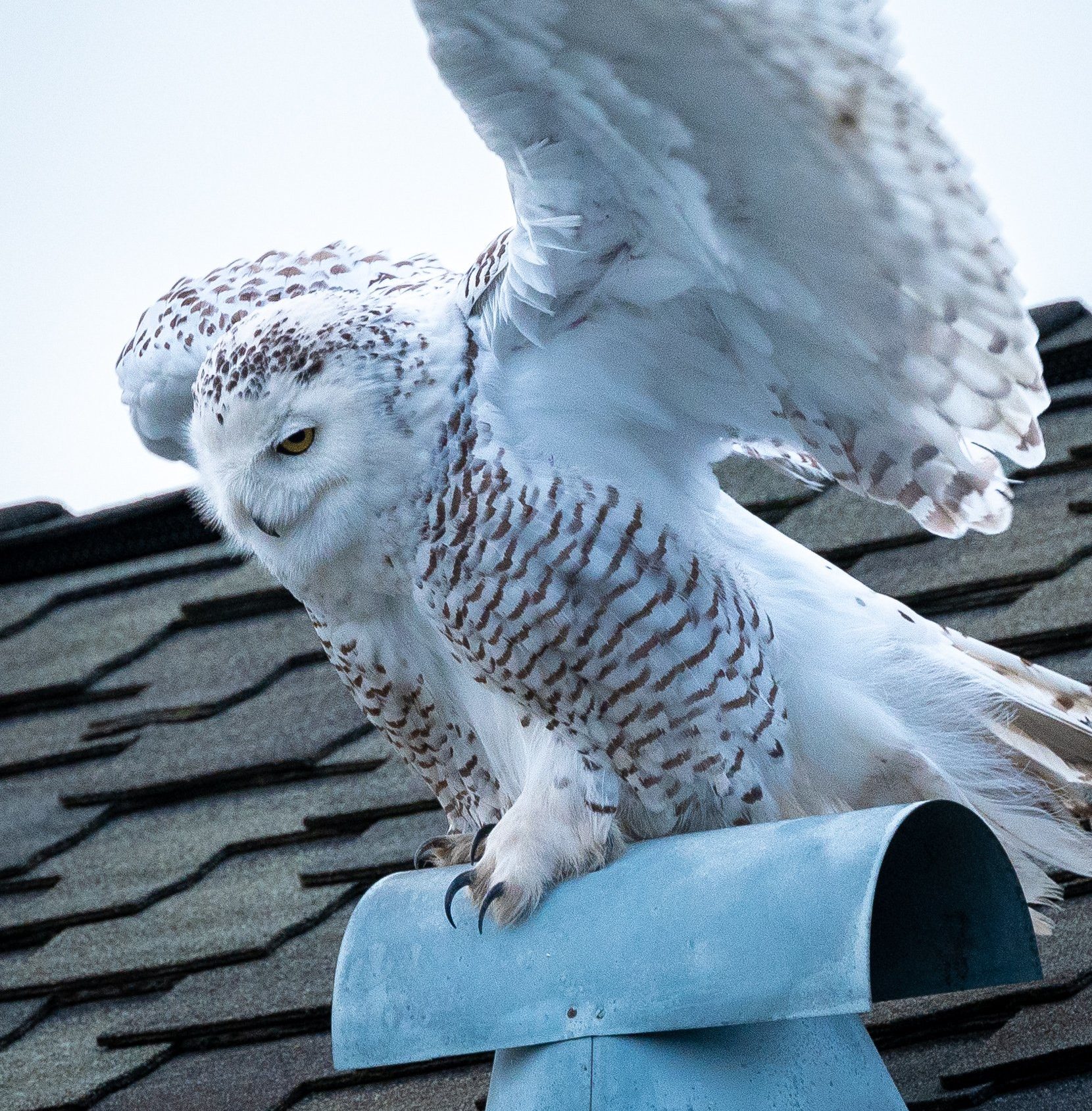 Rare Snowy Owl Spotted in California - Our Funny Little Site