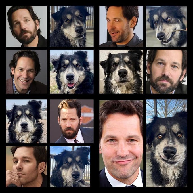 Animal Shelter Wants Actor Paul Rudd to Adopt a Dog That Looks Like Him ...