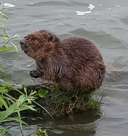 Beaver Washes Itself Like a Human and Doesn't Care That Someone's ...