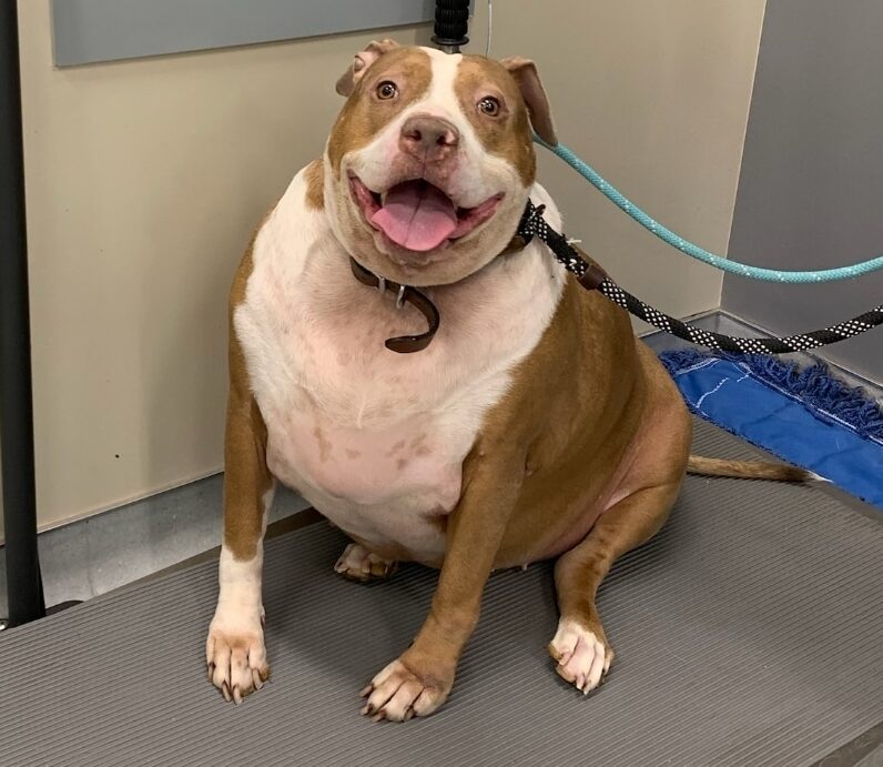 Chubby Pit Bull Has an Incredible Transformation, Gets in the Best ...