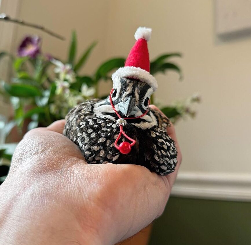 Bernard Henry’s Birds Have the Most Impressive Hat Collection - Our ...