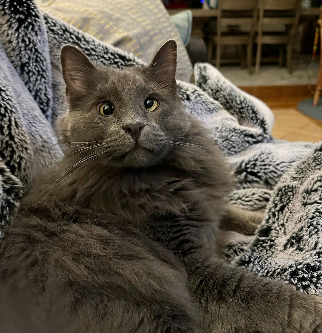 Crossed-Eyed Belarus the Cat is Perfectly Imperfect - Our Funny Little Site