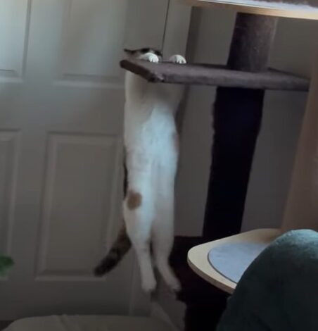 Watch a Blind Cat Successfully Climb Down a Scratching Post - Our Funny ...