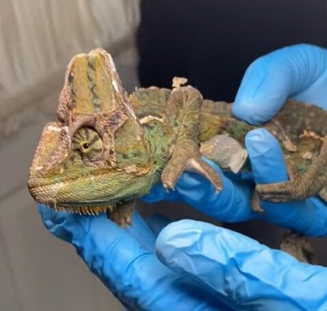 Sick Chameleon Shows Amazing Transformation After Being Rescued - Our ...