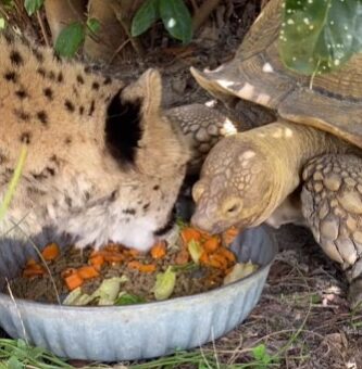 Have You Ever Seen Cheetah and Tortoise Share a Meal? - Our Funny ...