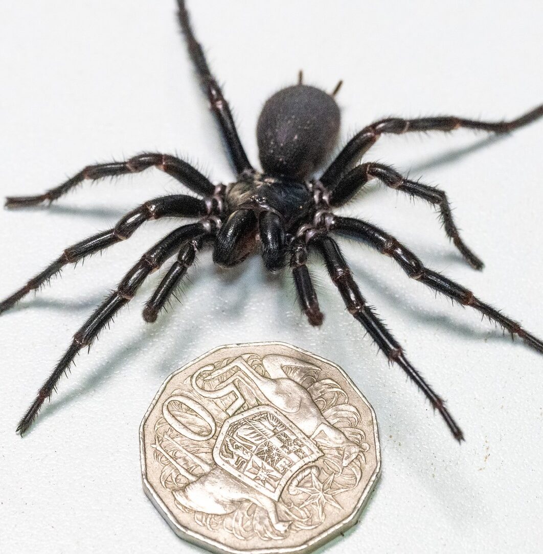 Largest Male Funnel-Web Spider Finds a Home at Australian Reptile Park ...