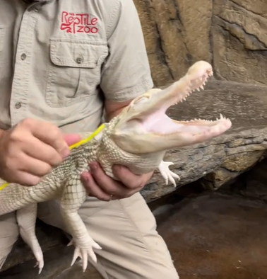 This Is What A Happy Gator Looks Like - Our Funny Little Site