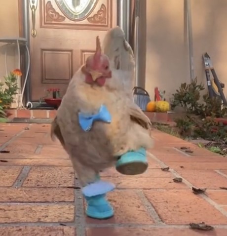 Nubz the Chicken Becomes Internet Star Thanks to His Impressive Shoe ...