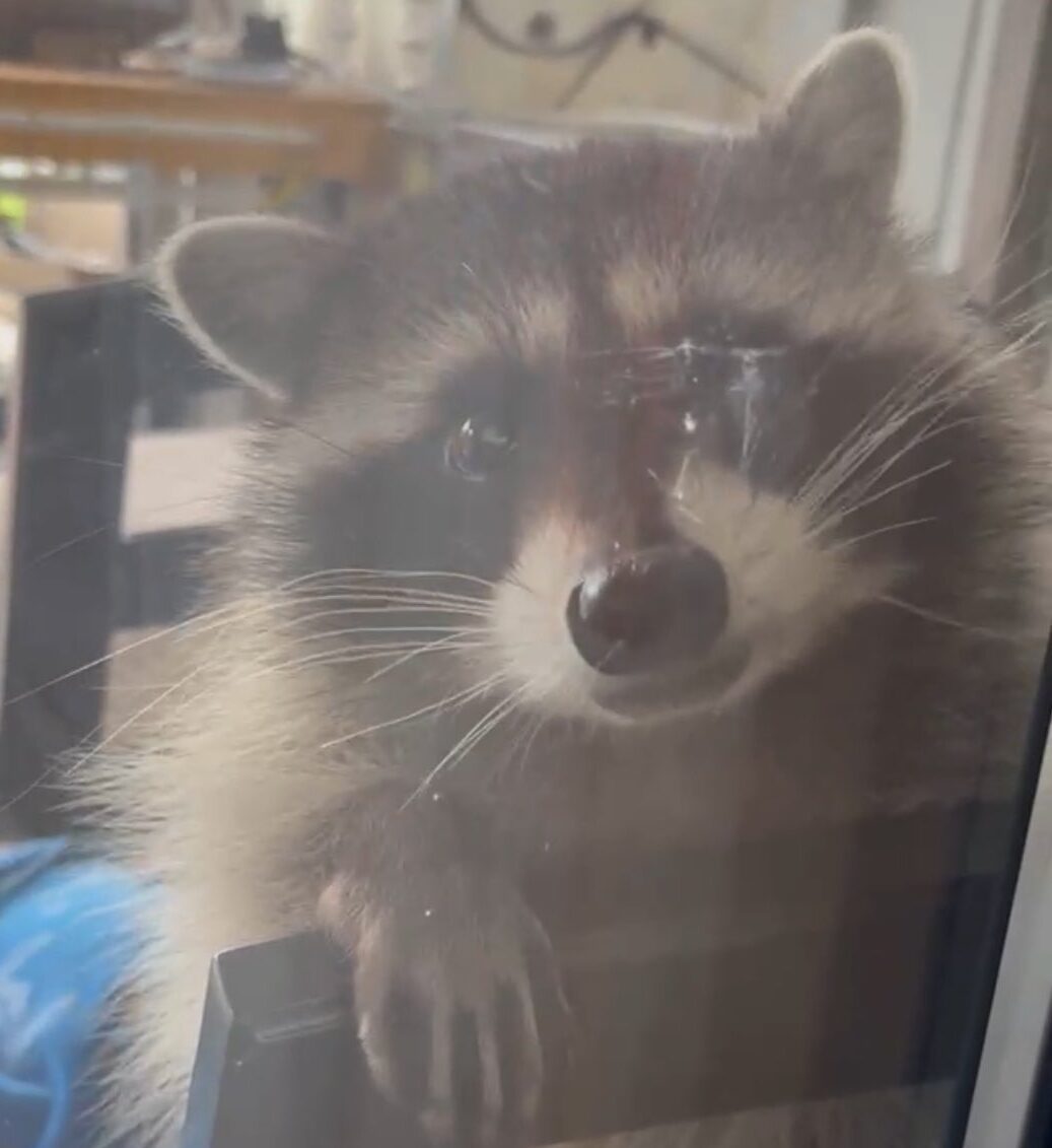 Twitter User Shares the Story of How Her Parents “Adopted” a Raccoon ...