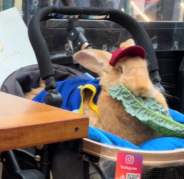 Rescue Bunny Named Alex is an Internet Sensation With a Big Heart - Our ...