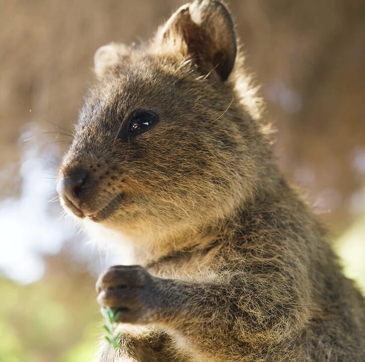 Fun Facts About Quokkas You Probably Didn’t Know - Our Funny Little Site