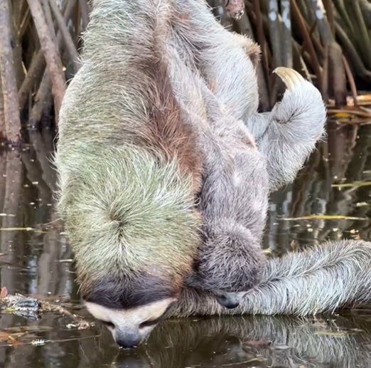 Amazing Video Offers a Rare Sight of Mama Sloth and Baby Sloth Drinking ...