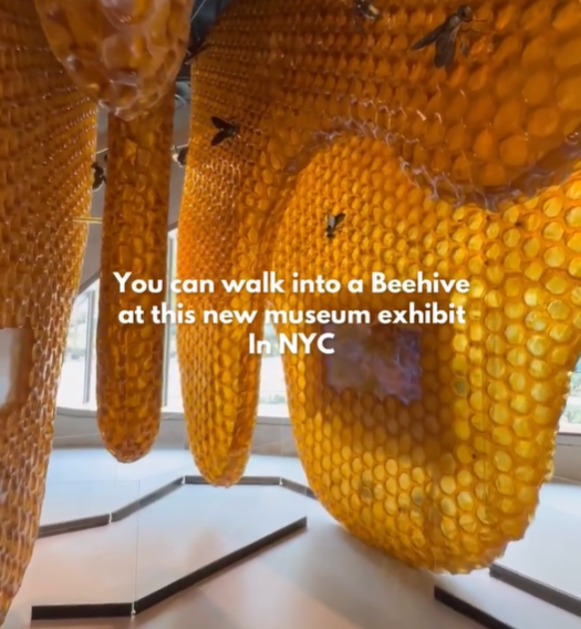 Insectarium at the American Museum of Natural History Will Blow Your ...