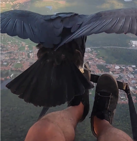 You Have to Watch This Video of a Vulture Hitching a Ride With a ...
