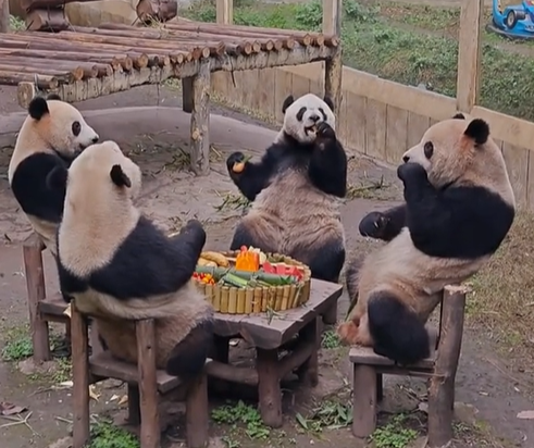 This Is What A Panda Dinner Party Looks Like - Our Funny Little Site