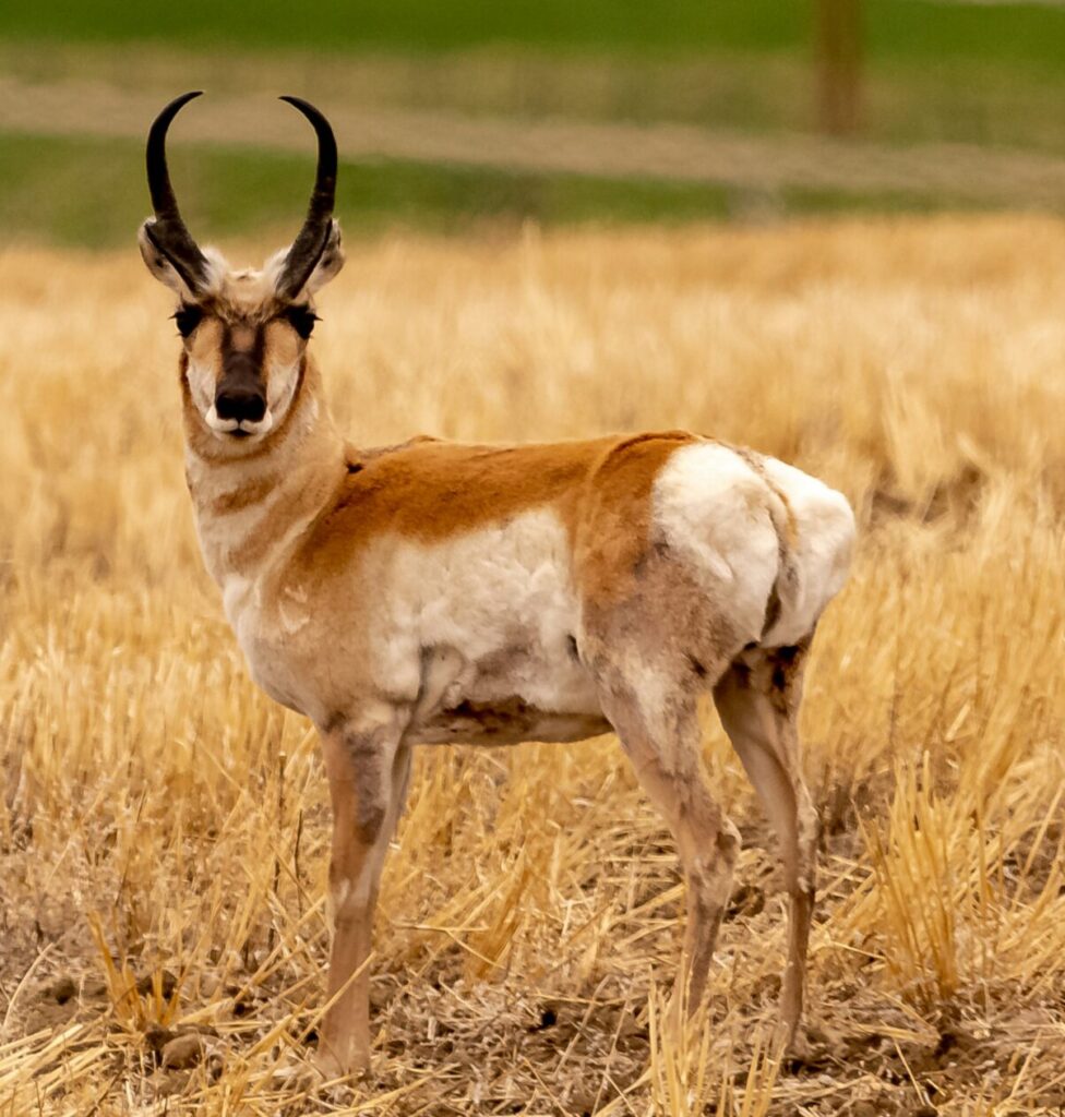 5 Fun Facts That Make Pronghorns North America S Most Fascinating