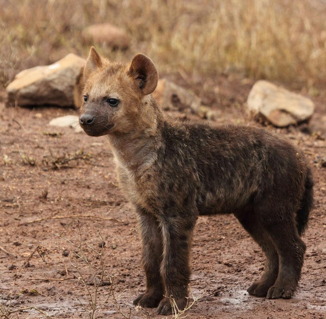 Fun Facts About Hyenas You Probably Didn’t Know - Our Funny Little Site