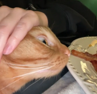 Hilarious Video Shows an Orange Cat Having to Be Contained Around Bacon ...