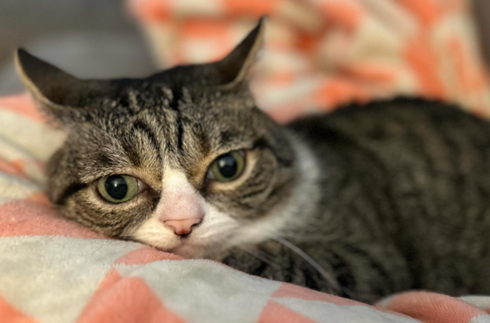 Rescue Cat Sherman is Hypnotizing the World With His Adorable Eyes ...