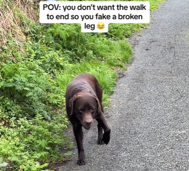 Watch a Dog Fake an Injury So He Wouldn’t Have to Walk Anymore - Our ...