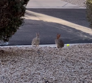 This Video of Two Wild Rabbits Playing Leapfrog Will Make Your Day ...