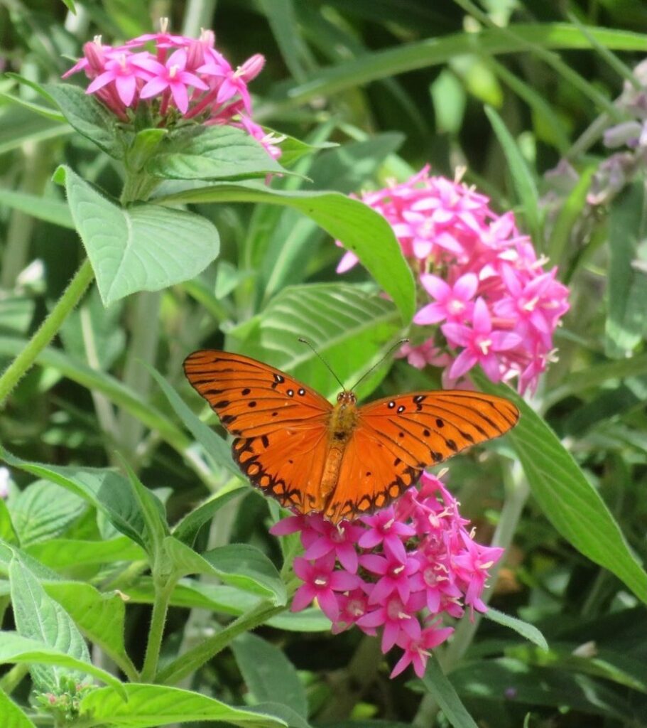 Houston’s Cockrell Butterfly Center is Home to Hundreds of Exotic ...