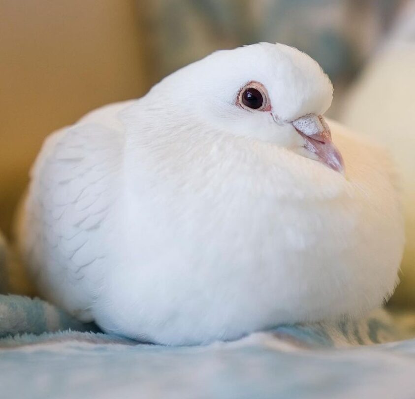 Donut the Pigeon Proves That Pigeons Can Make Great Pets - Our Funny ...