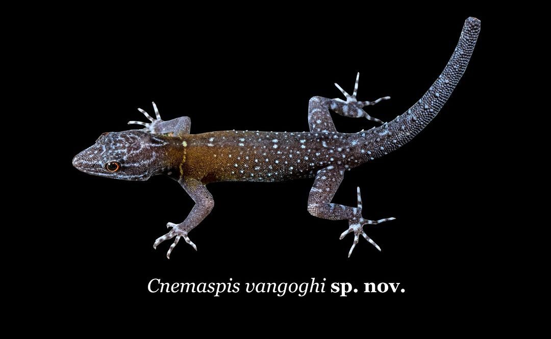 Researchers Name New Gecko Species Found In India After Painter Vincent ...