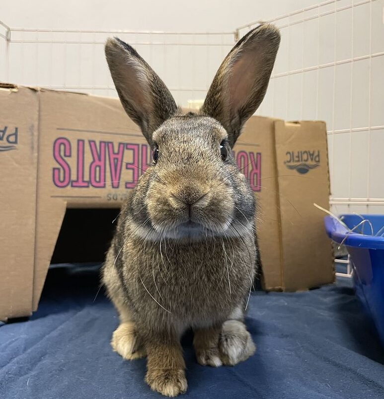 This Animal Shelter in New England is Helping Bunnies in Need - Our ...