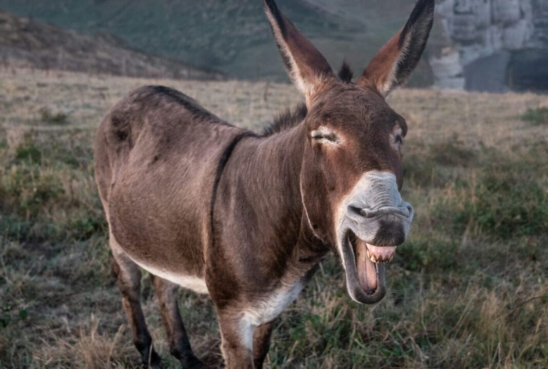 Do You Know What A Donkey Sounds Like? - Our Funny Little Site