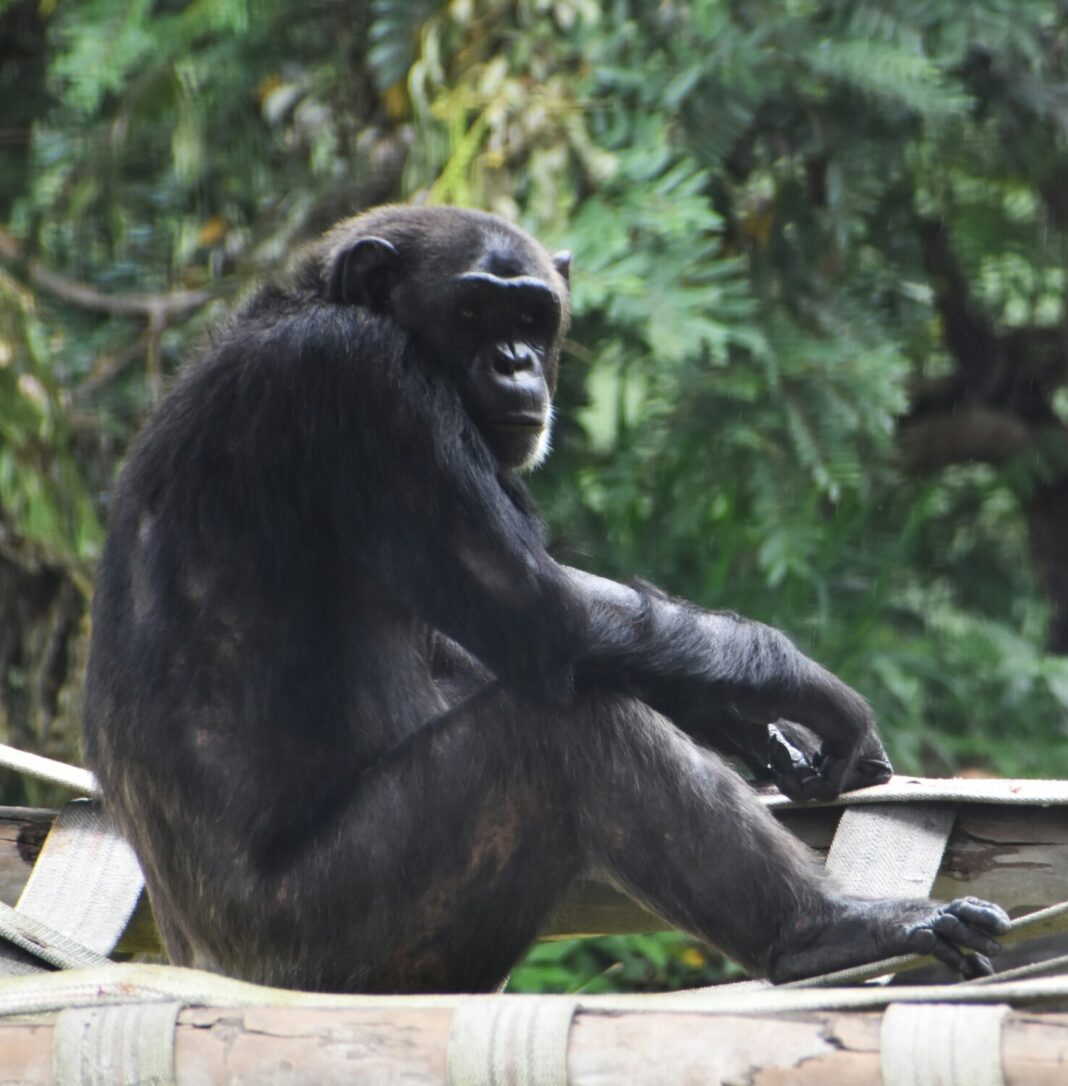 Here Are Three Of The Most Intelligent Animals - Our Funny Little Site