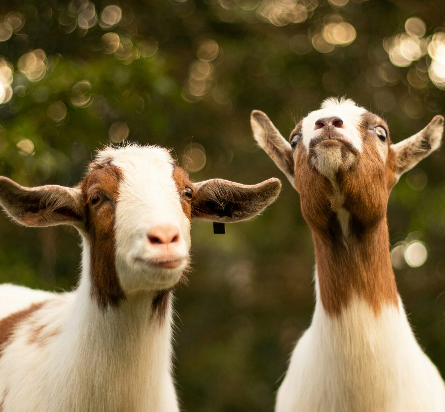 Italian Island Launches “Adopt a Goat” Program to Deal With Increasing ...