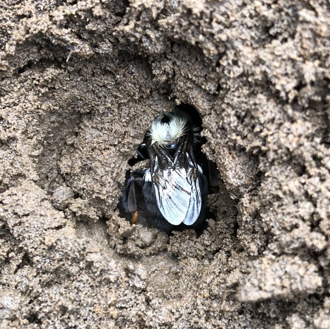 Queen Bumblebees Can Survive Underwater For a Week While Hibernating ... Queen Bumblebees Can Survive Underwater For a Week While Hibernating ...