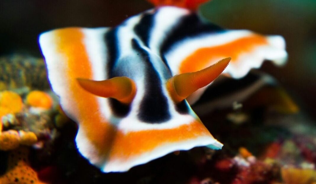 4 Incredible Sea Animals You've Never Heard of - Our Funny Little Site