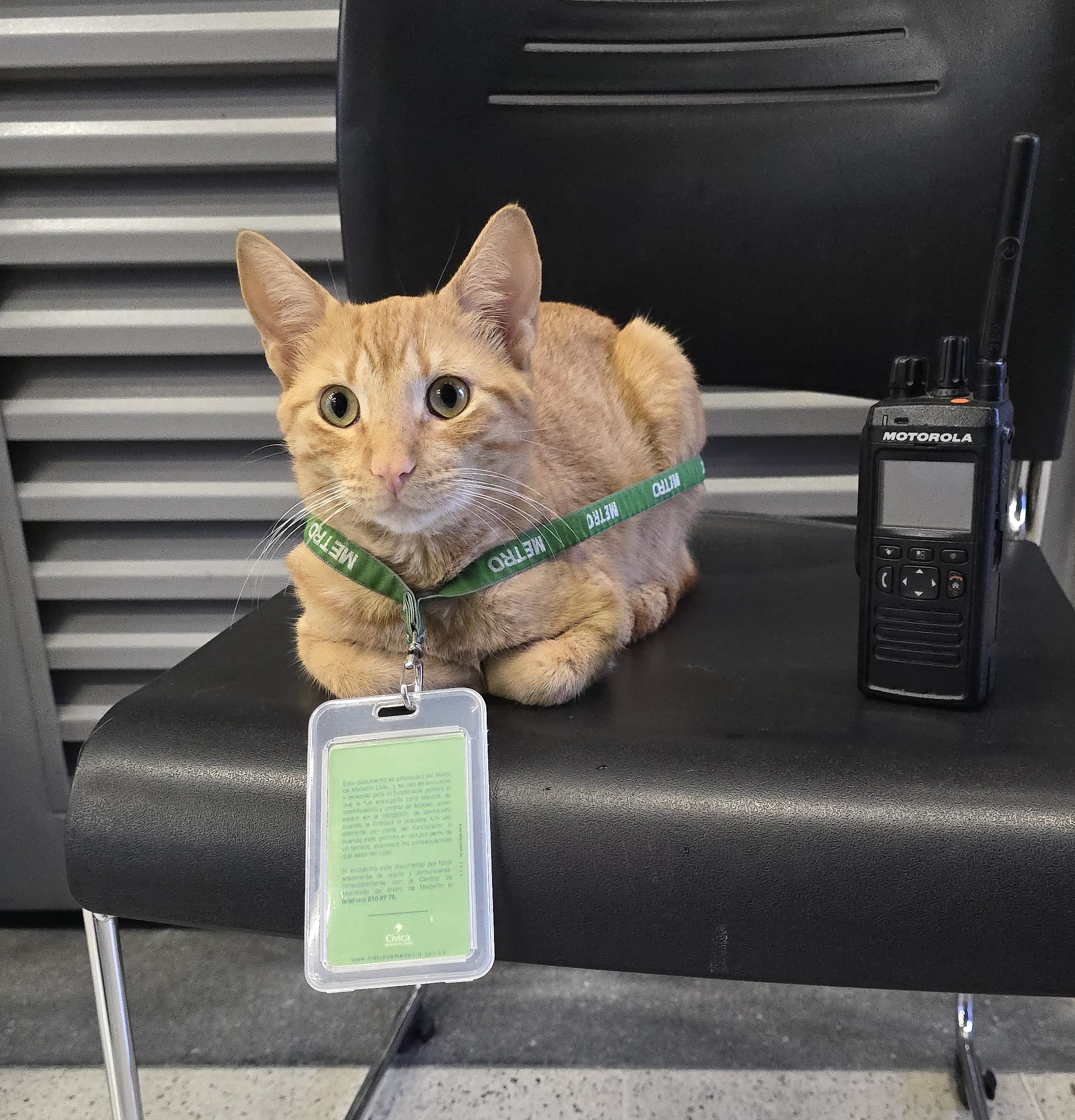 Curious Cat Ends Up Getting a “Job” at a Metro Station - Our Funny ...
