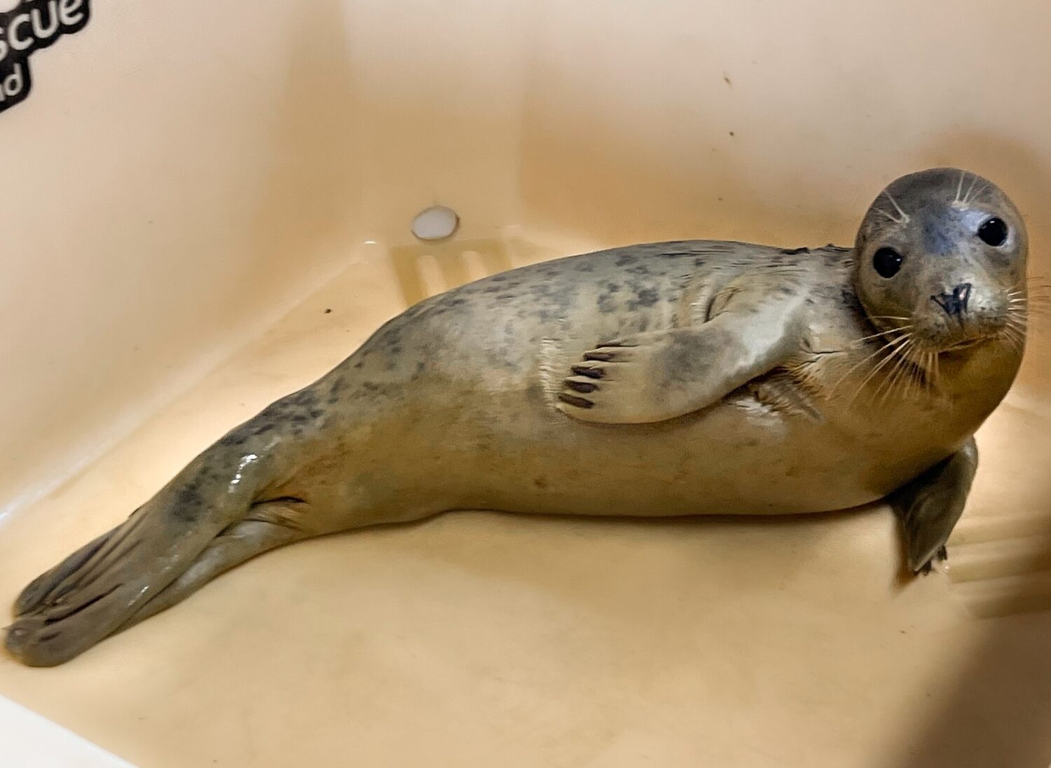 Injured Seal Pup Named Tralee Saved By Kind Strangers - Our Funny ...