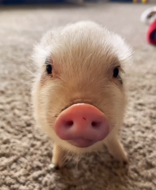 Watch Daisy the Mini Pig Perform a Spinning Trick to Score a Fresh ...