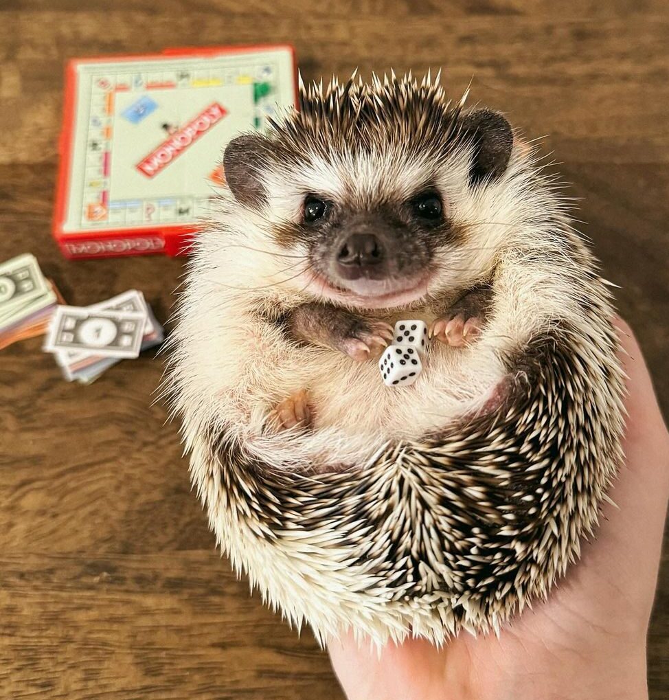 Lenni the Hedgehog is the Pet of Many Talents - Our Funny Little Site