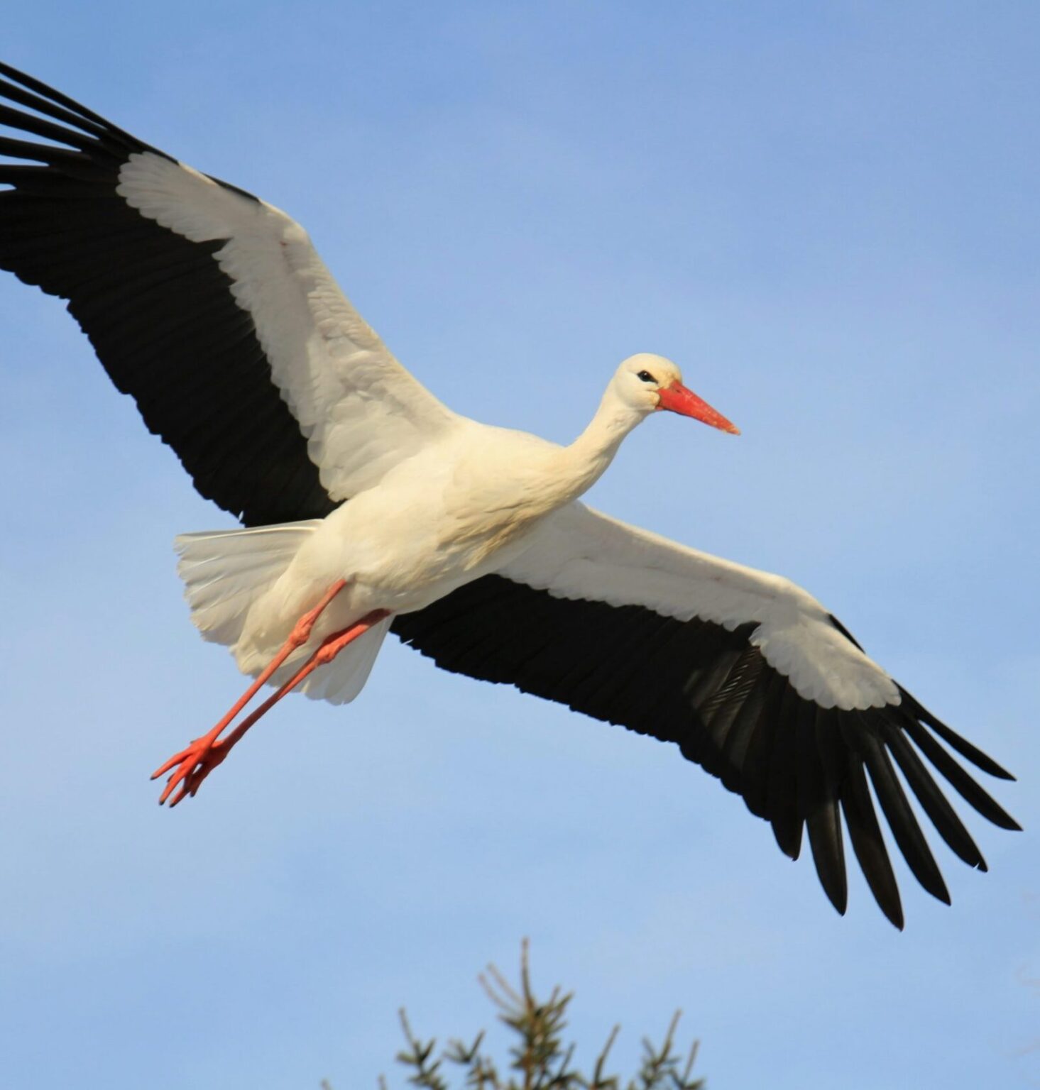 Why Are Storks Seen as a Symbol of Fertility and Childbirth? - Our ...
