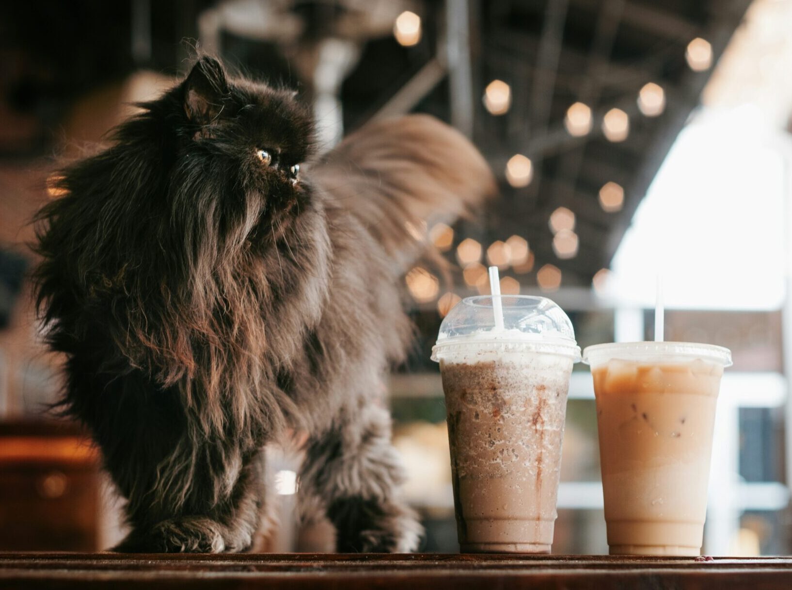 Budapest, Hungary is Home to Many Animal-Themed Cafés - Our Funny ...