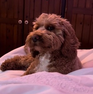 Learn How to Spot a Sassy Dog - Our Funny Little Site