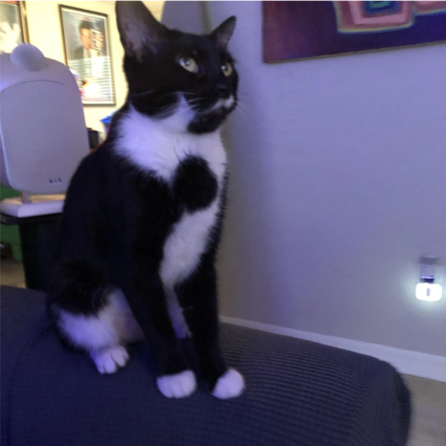 Watch a Cat Taking Advantage of Being Left Alone in Her New Home For ...