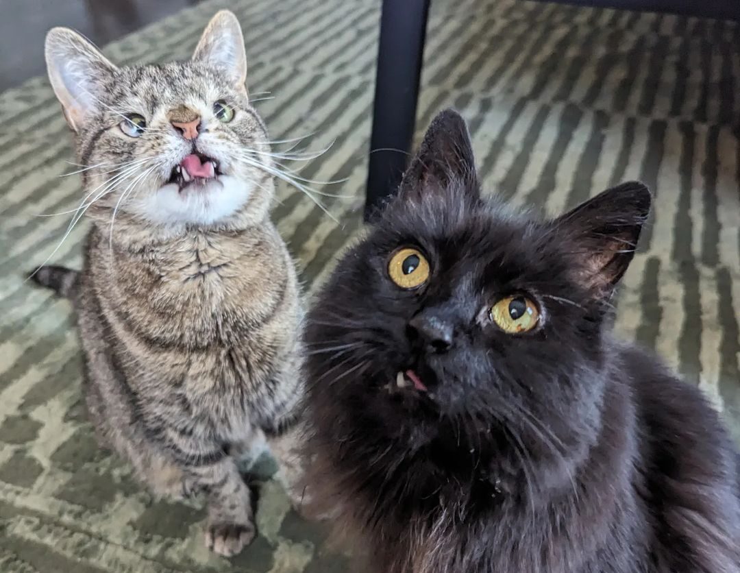 Maya and Her Cat Family Are Showing the World That Different is Awesome ...