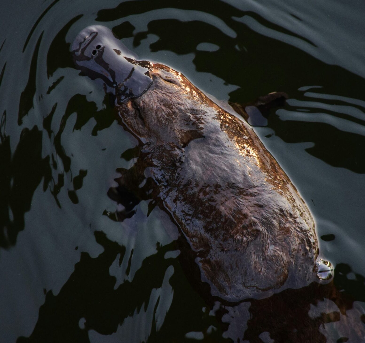 Fun Facts About Platypuses You Probably Didn’t Know - Our Funny Little Site