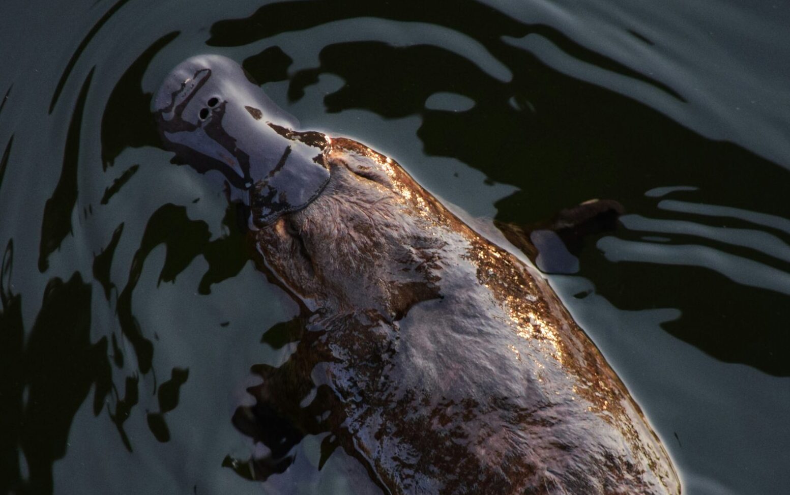 Fun Facts About Platypuses You Probably Didn’t Know - Our Funny Little Site