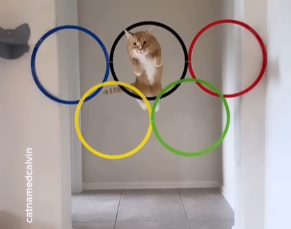 Watch Athletic Cat Named Calvin Jumping Through Olympic Rings - Our ...