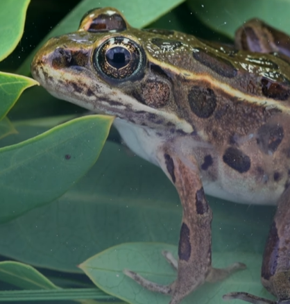 Over 100 Endangered Northern Leopard Frogs Released Into the Wild - Our ...