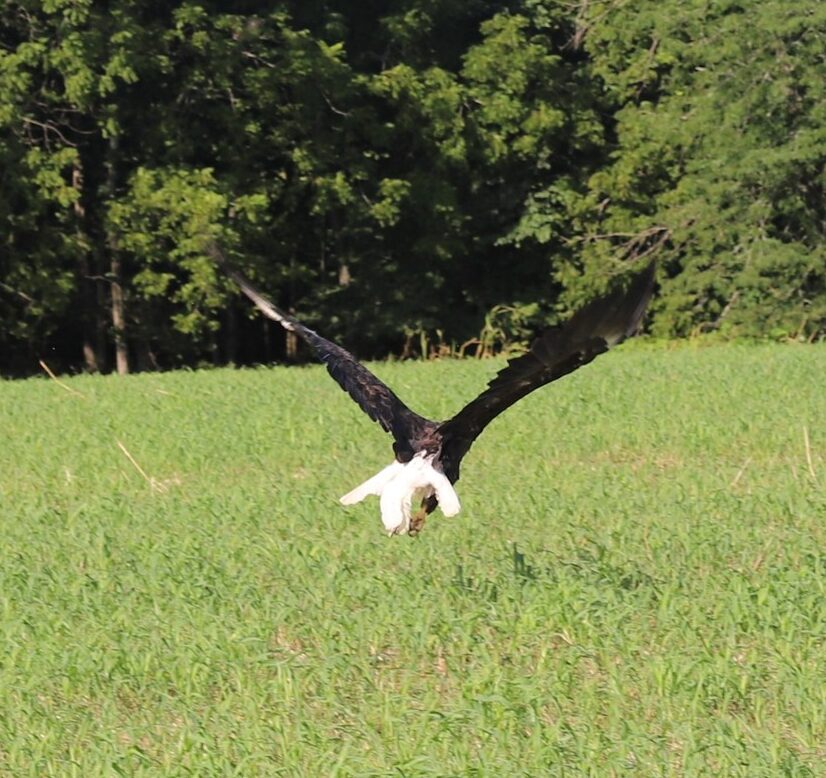 Injured Bald Eagle Turns Out to Be Just “Too Fat to Fly” - Our Funny ...